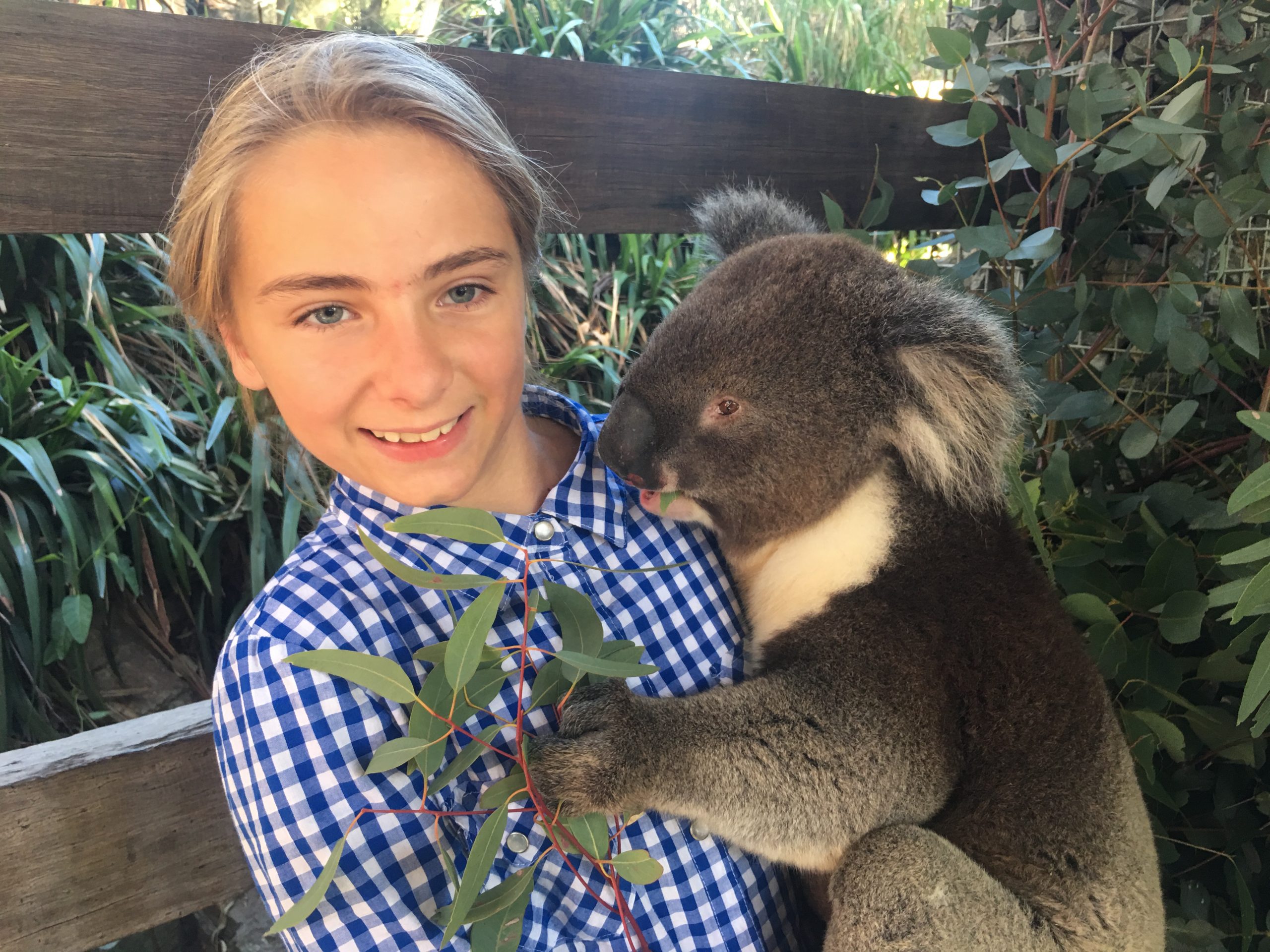 Hugly Koala