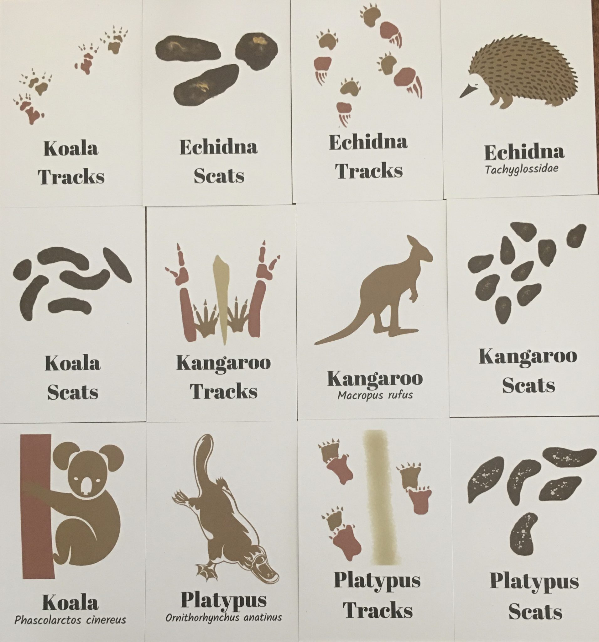 Australian Animal Track and Scat Identification Cards