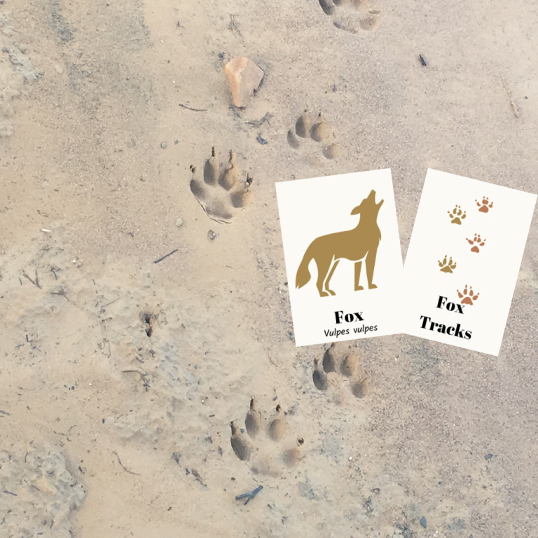 Australian Animal Track and Scat Identification Cards