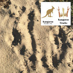Australian Animal Track and Scat Identification Cards