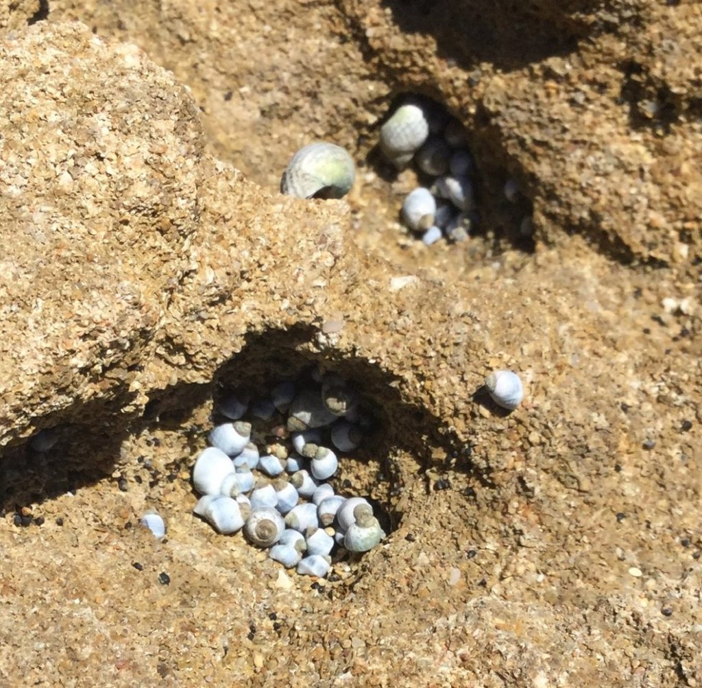 How are Sea Shells Made?