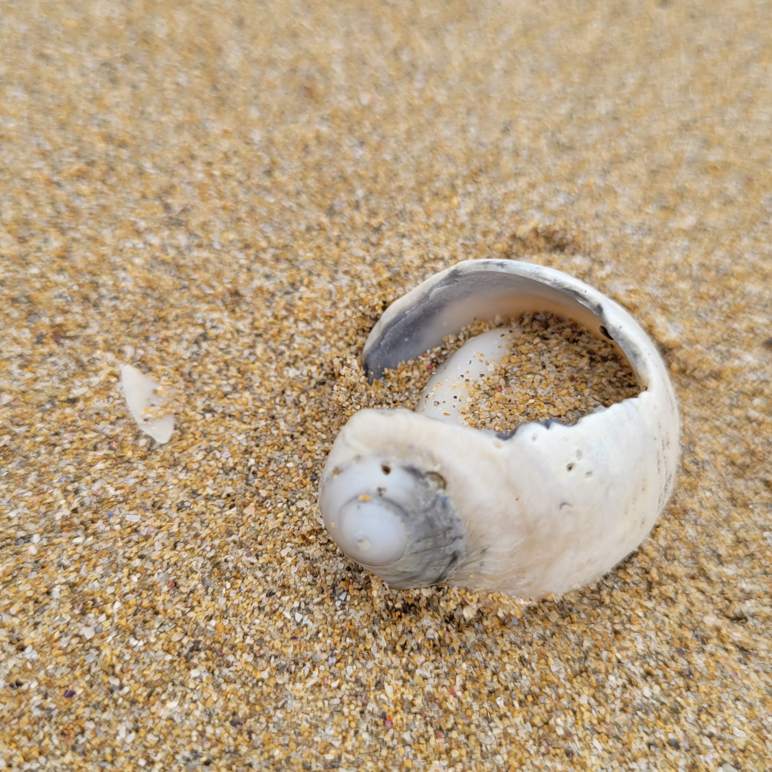 Mathematics in a Seashell