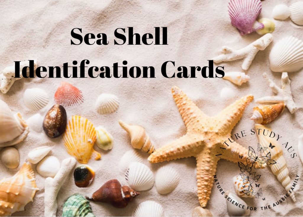 Identification Cards | Sea Shells