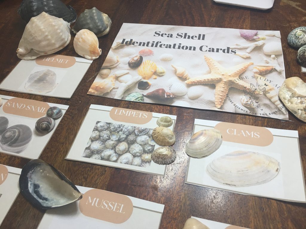 Identification Cards | Sea Shells