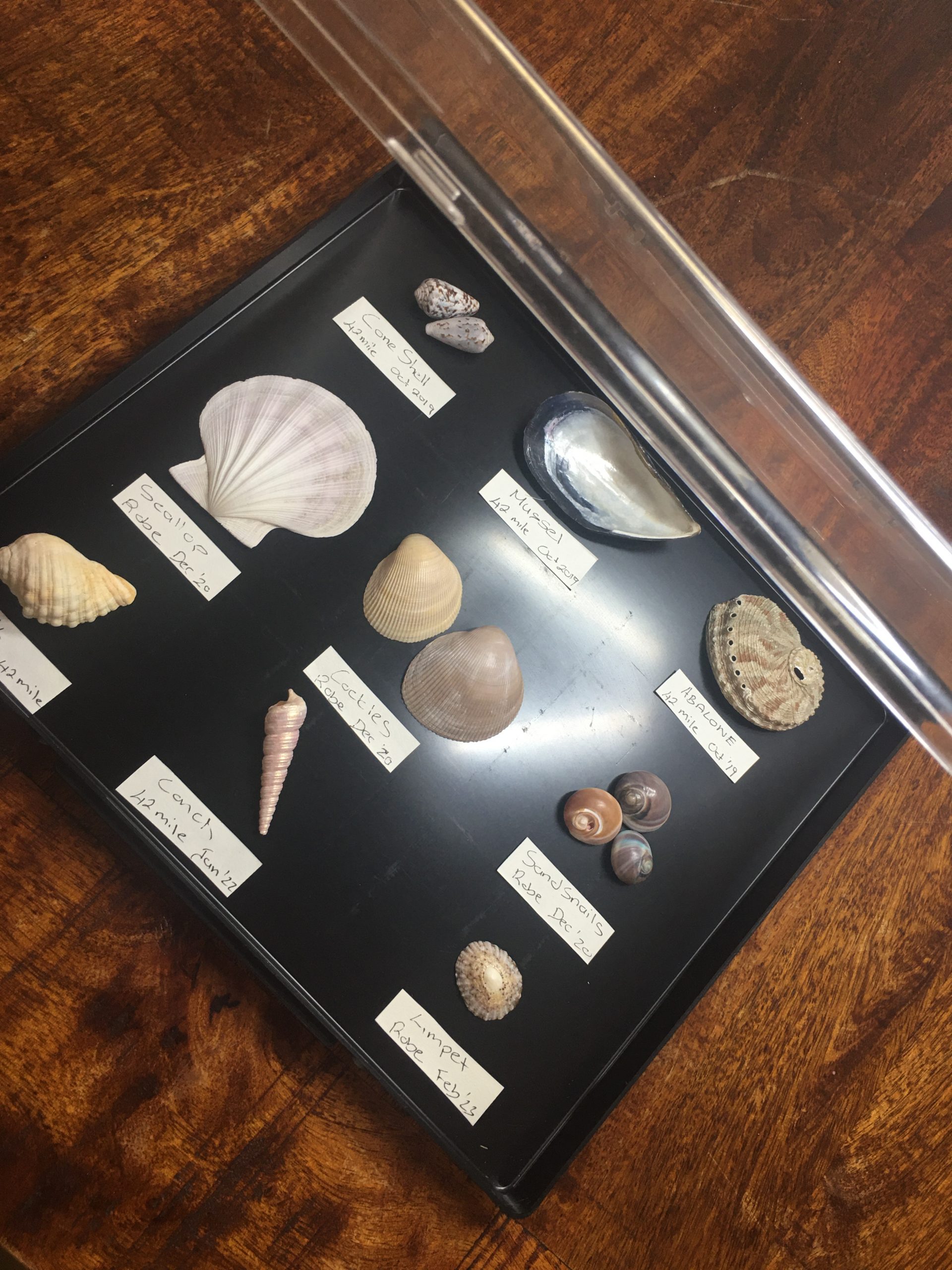 How are Sea Shells Made?