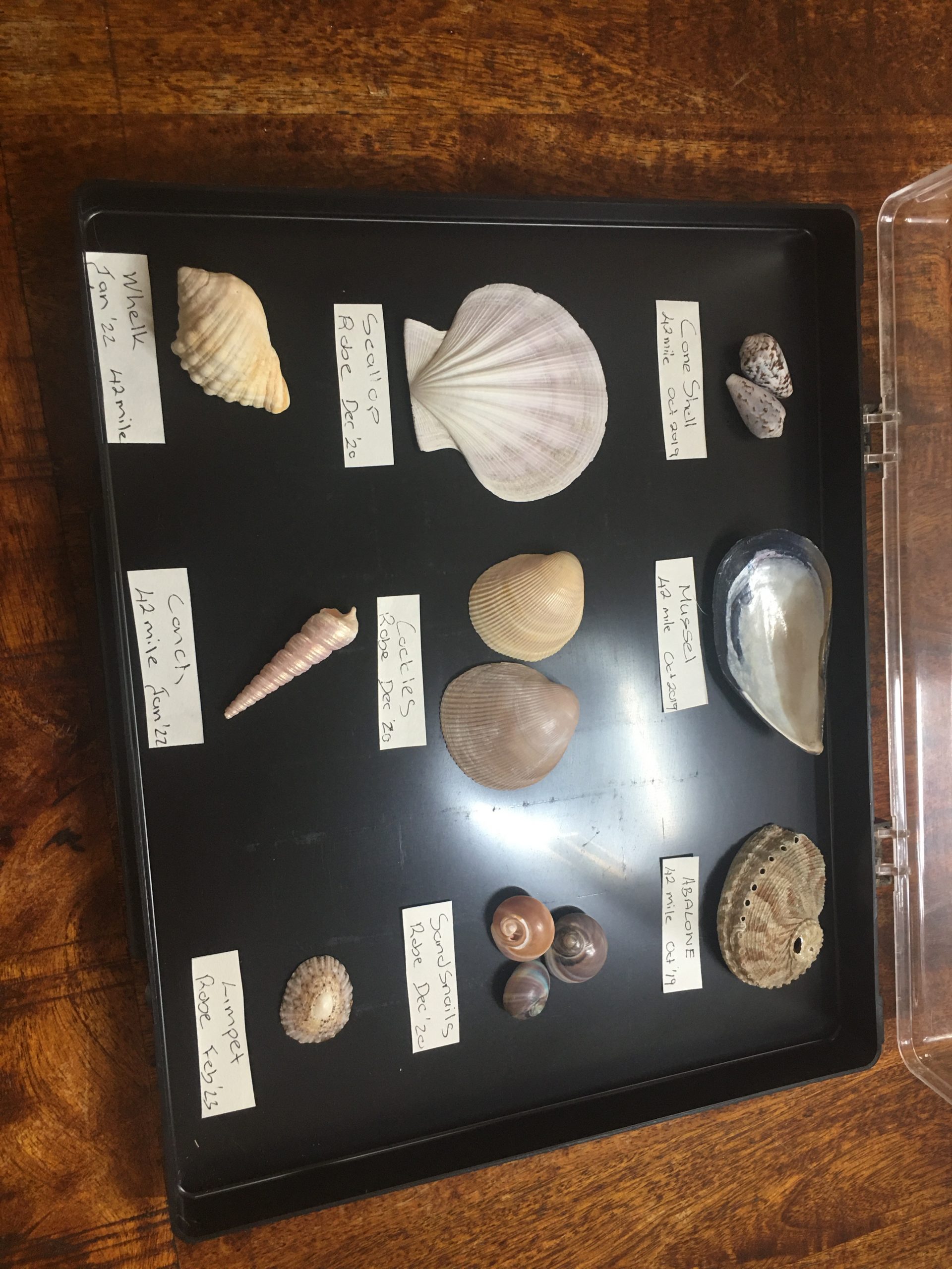 How are Sea Shells Made?