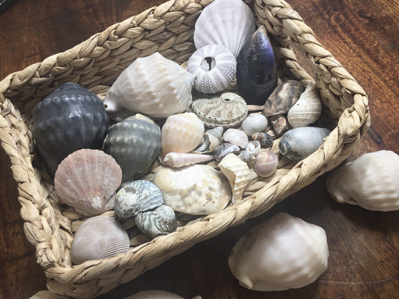 How are Sea Shells Made?