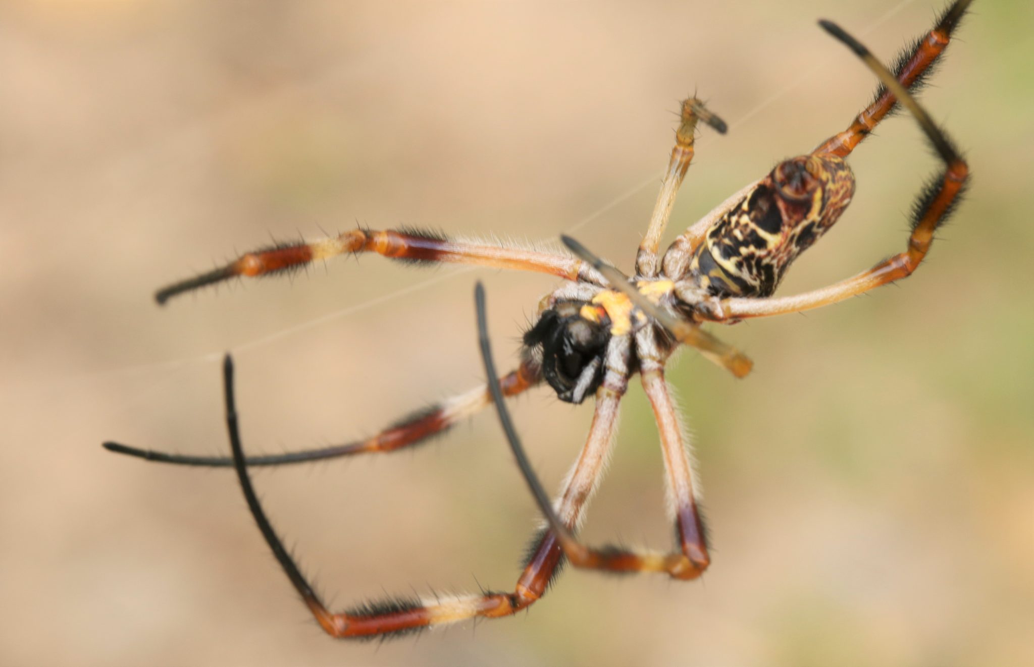 How do Spiders Make Webs?