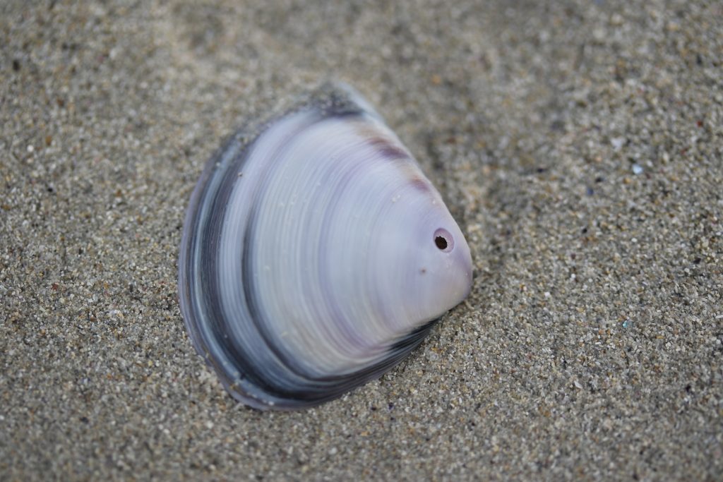 How are Sea Shells Made?