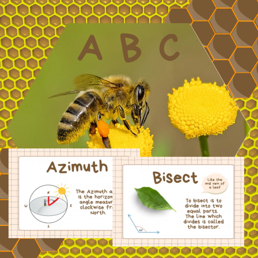 Mathematics in a Seashell