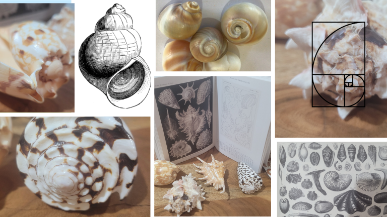 Mathematics in a Seashell