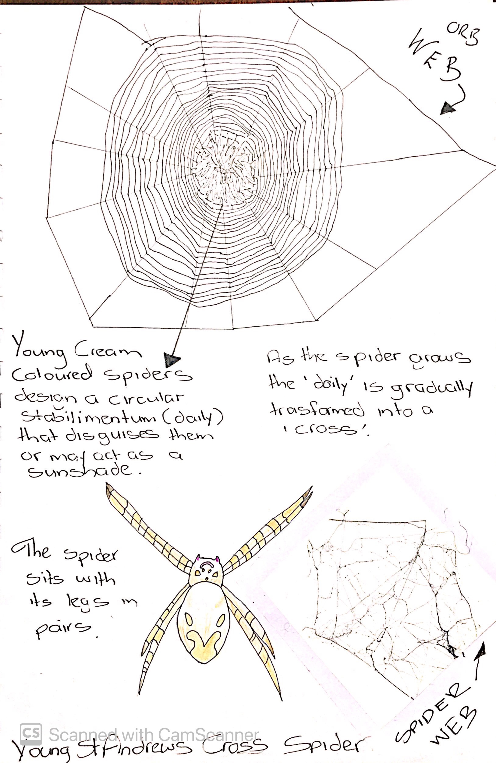 How to Identify Spider Webs