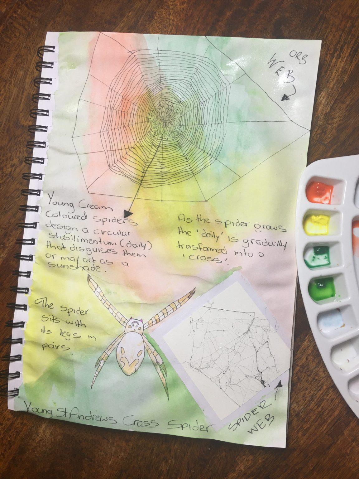 How do Spiders Make Webs?