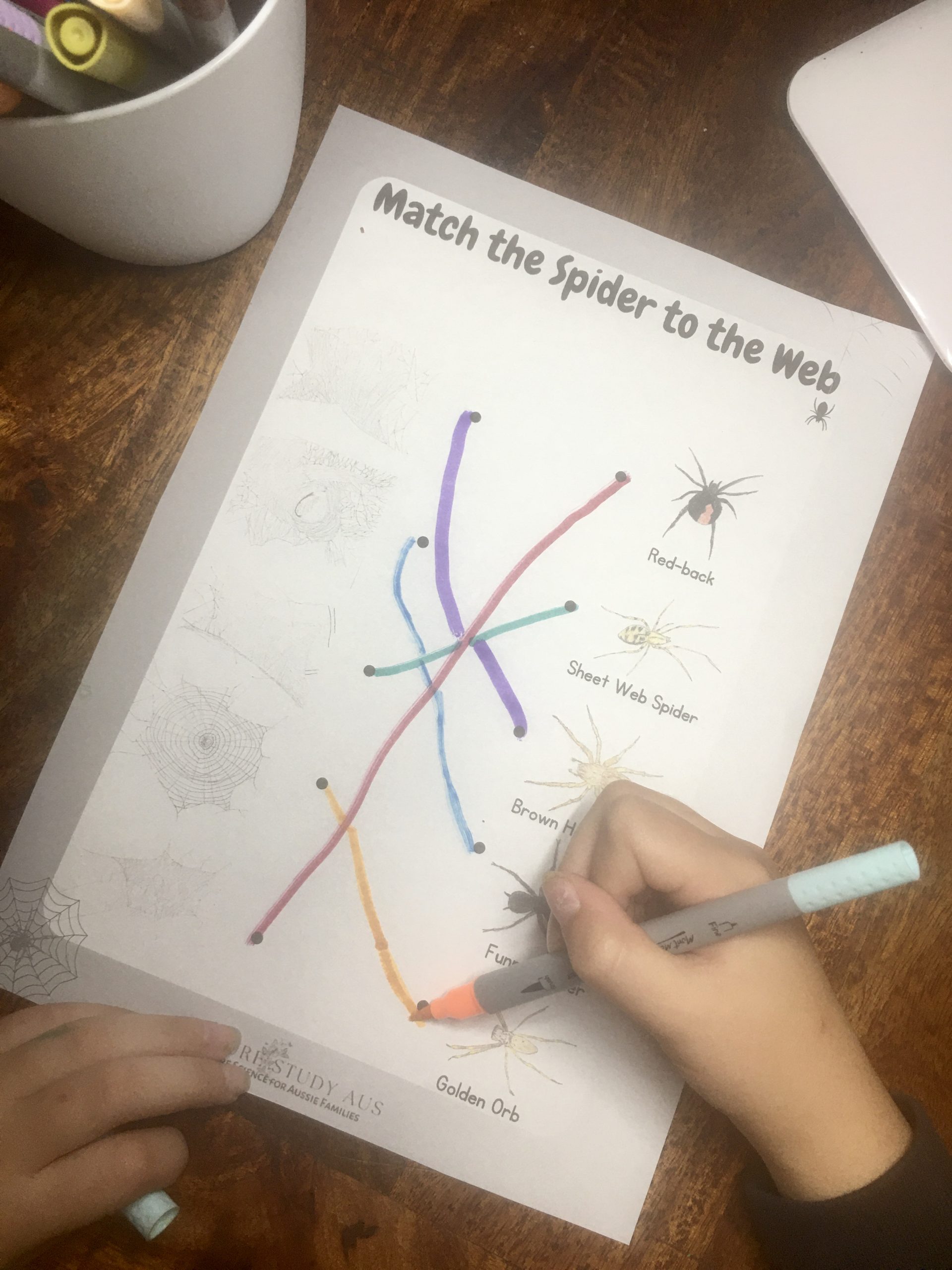 How do Spiders Make Webs?