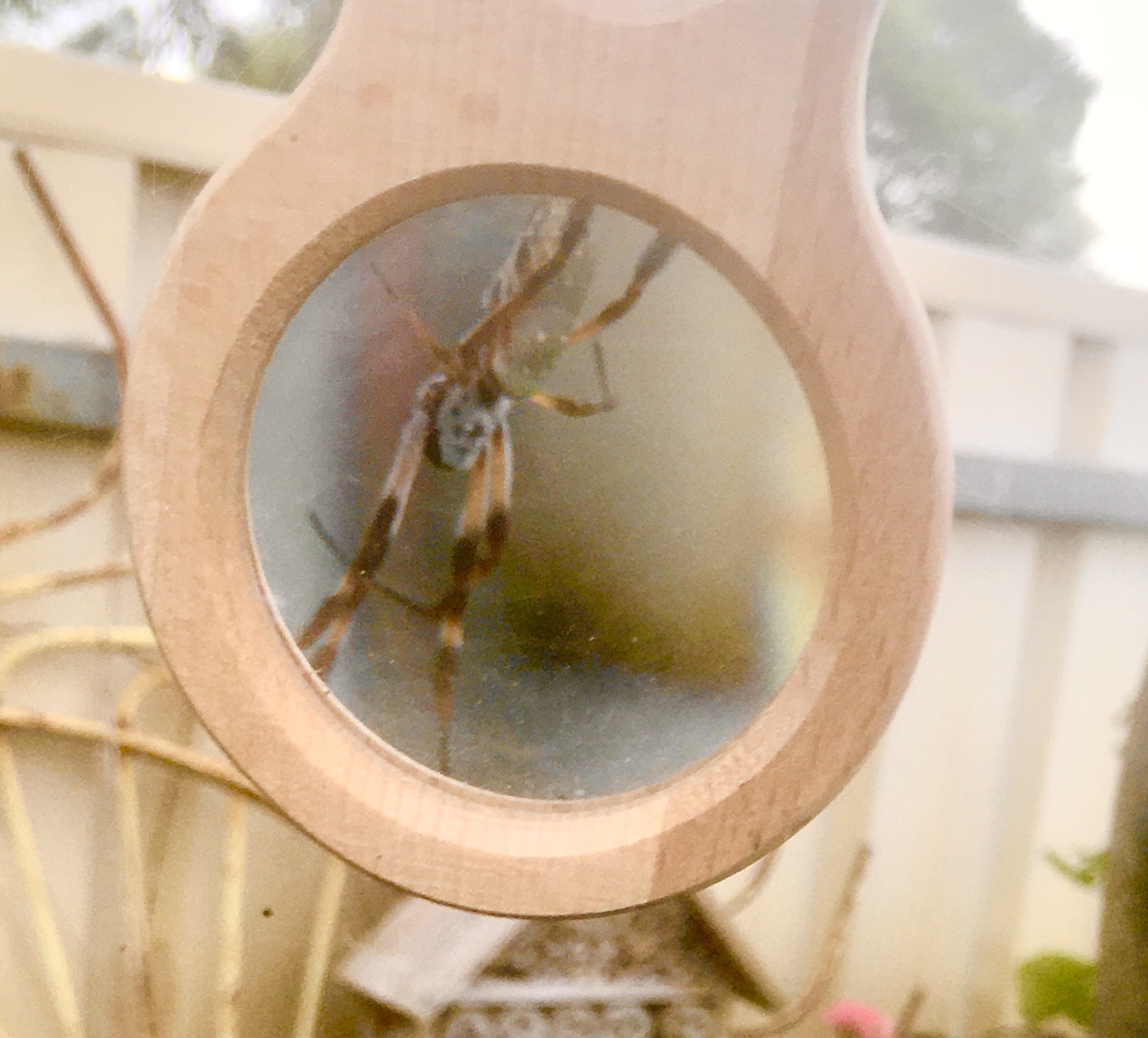 How to Identify Spider Webs