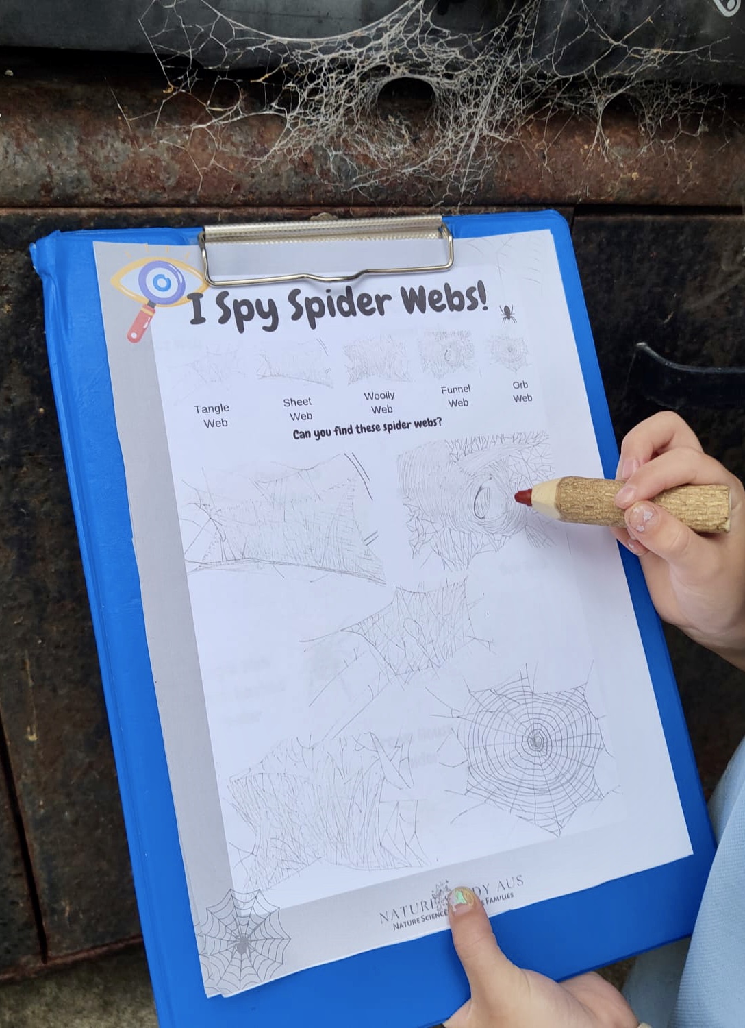 How do Spiders Make Webs?