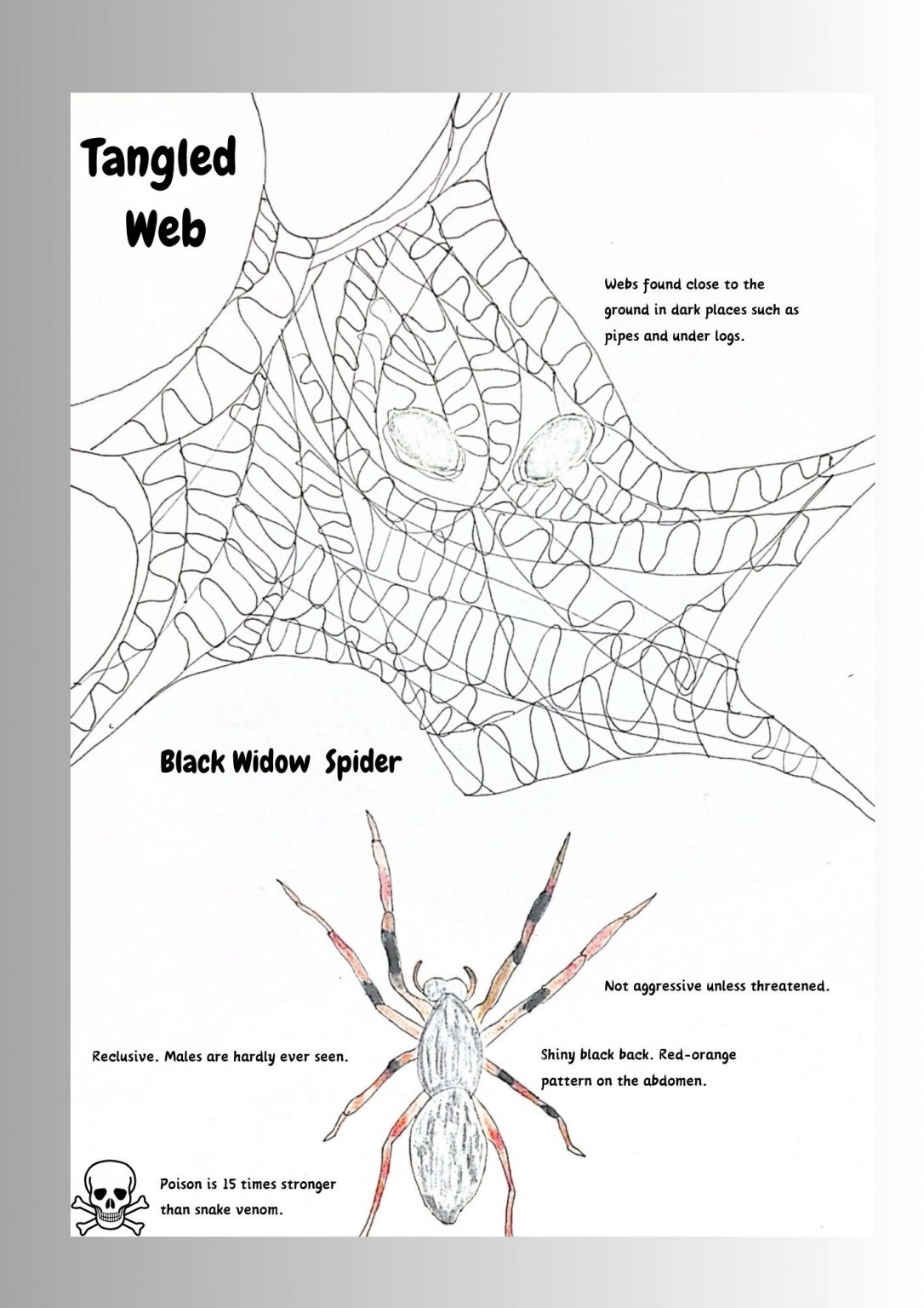 How to Identify Spider Webs