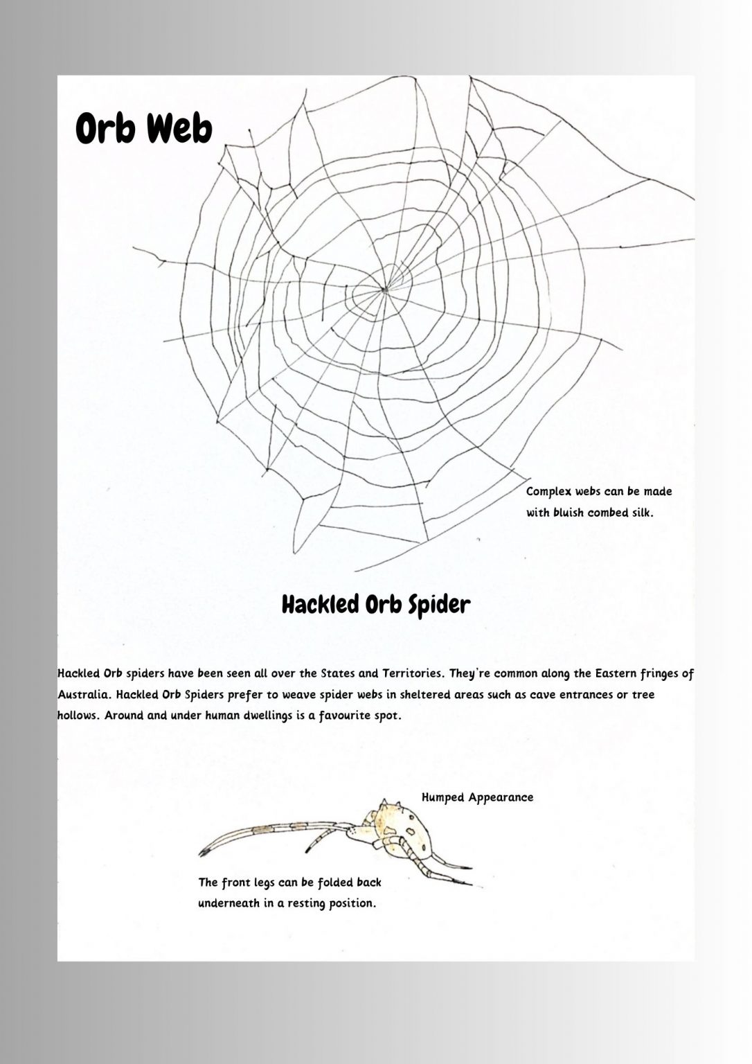 How to Identify Spider Webs