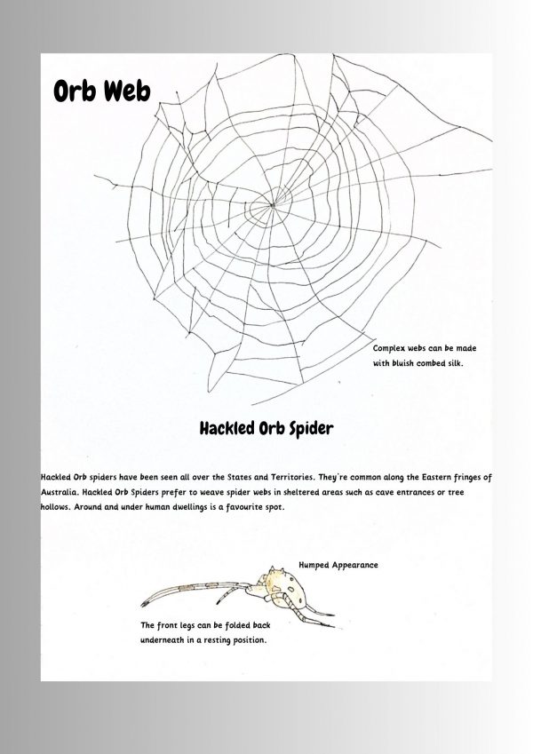 How to Identify Spider Webs