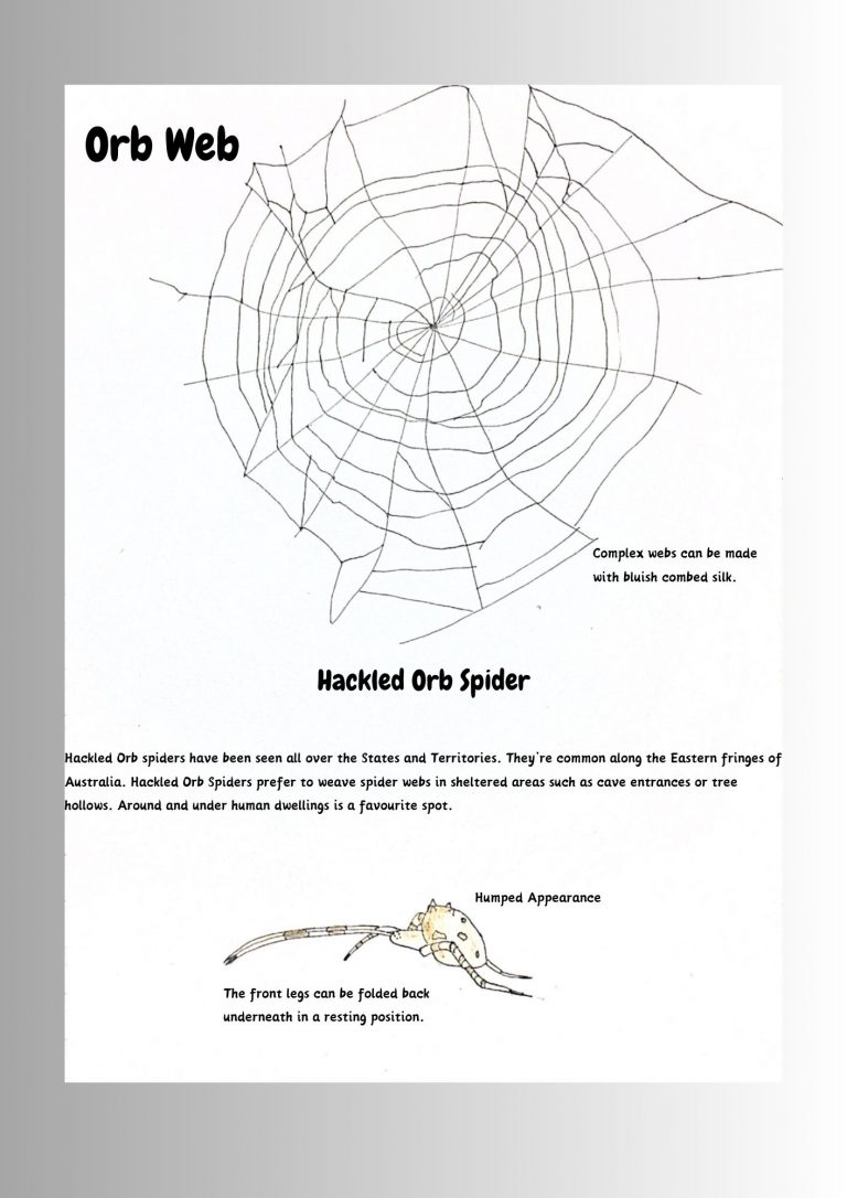 How to Identify Spider Webs