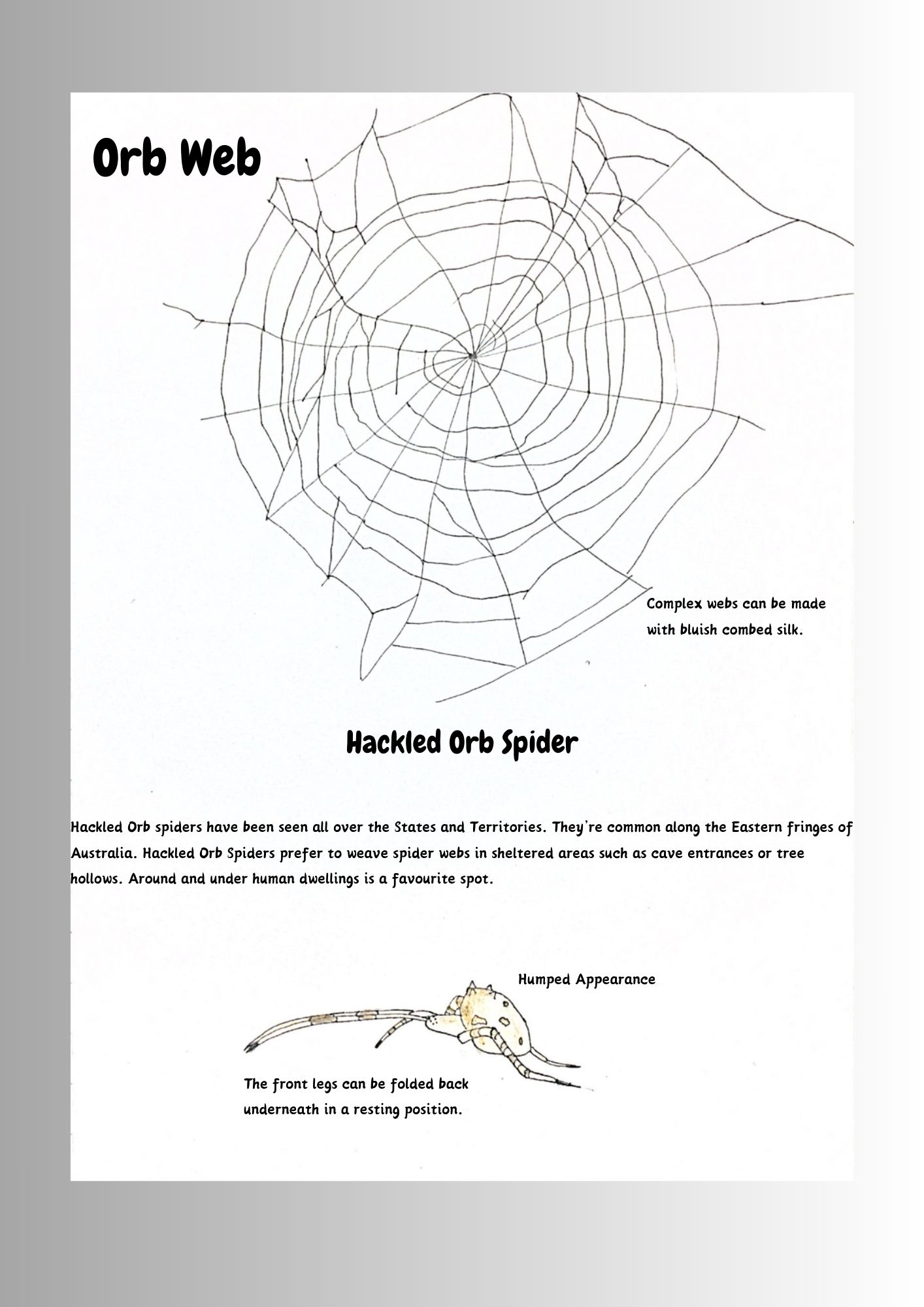 How to Identify Spider Webs