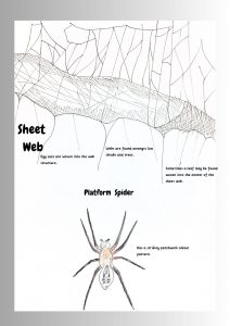 How to Identify Spider Webs