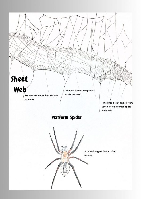 How to Identify Spider Webs