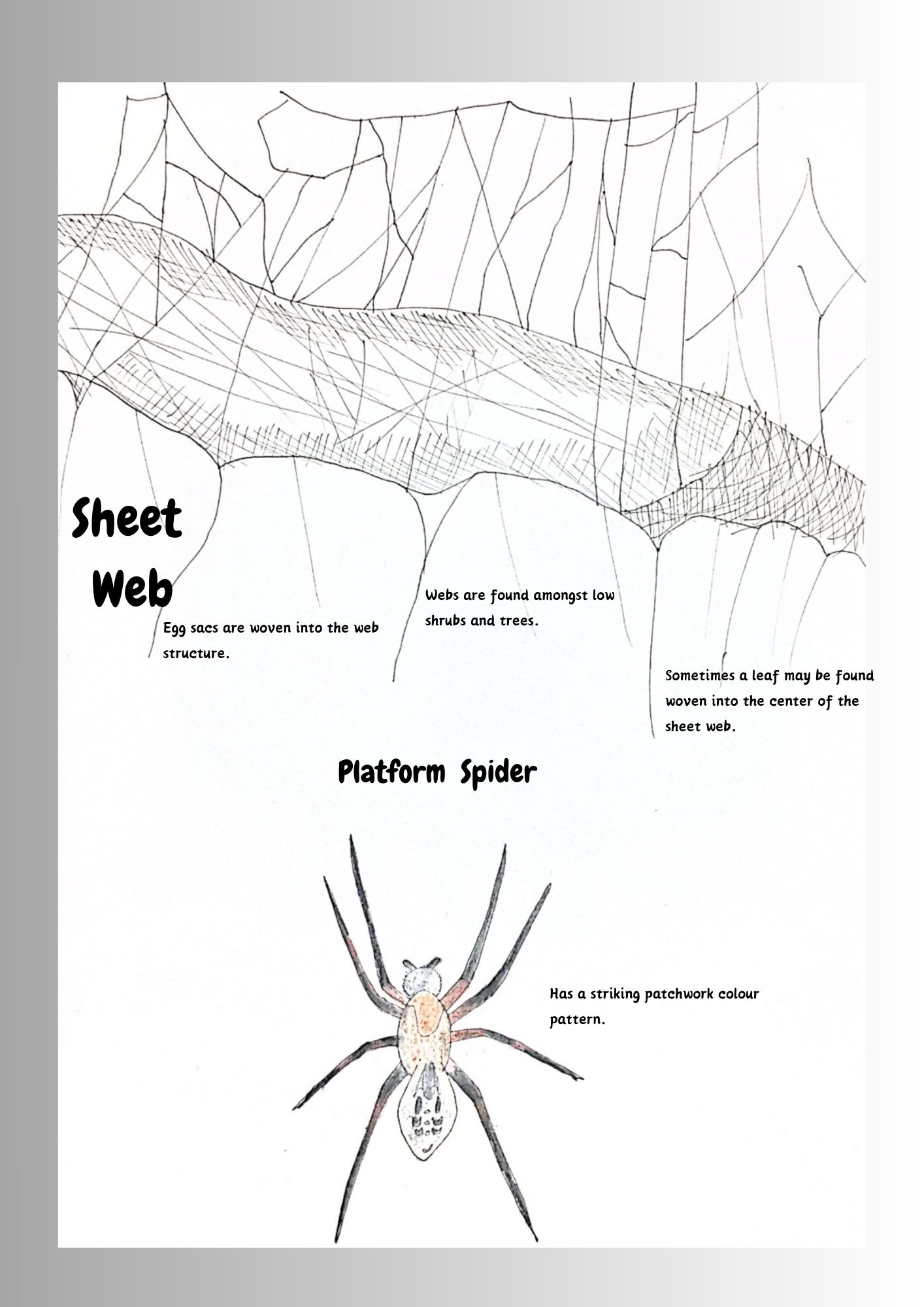 How to Identify Spider Webs