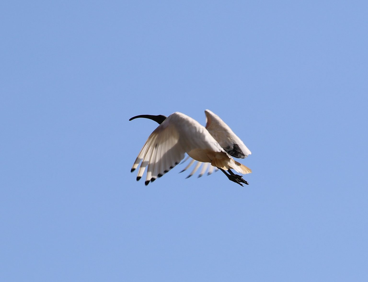 How Do Birds Fly?