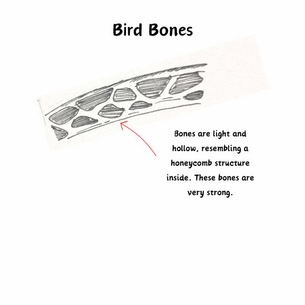 How Do Birds Fly?