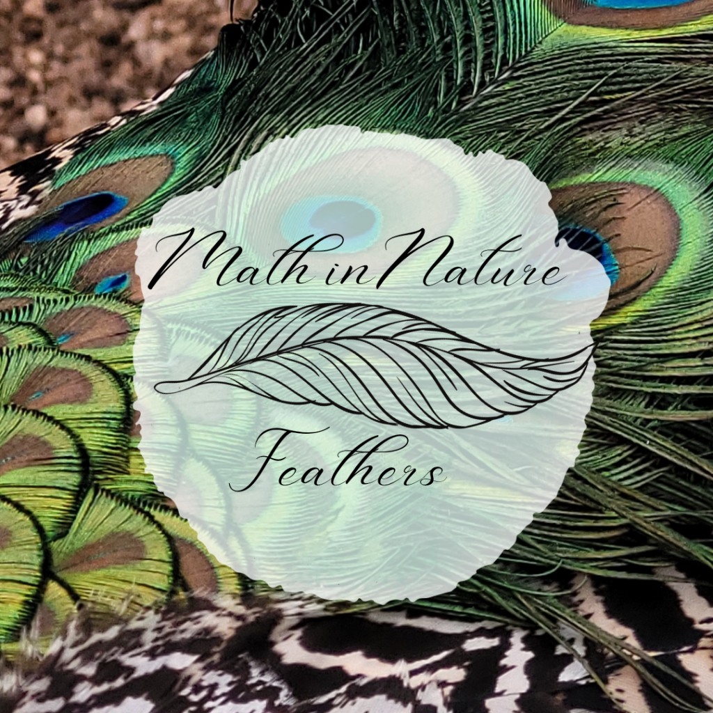 Mathematics and Bird Feathers