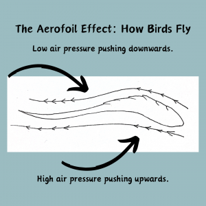 How Do Birds Fly?