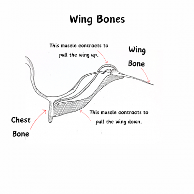 How Do Birds Fly?