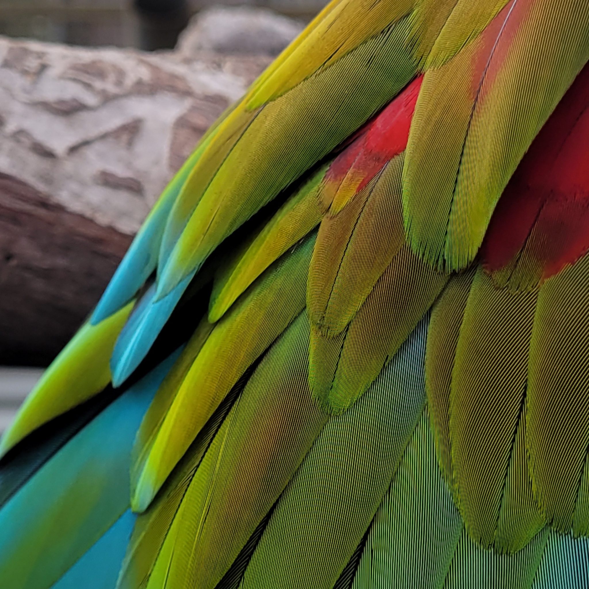 Mathematics and Bird Feathers
