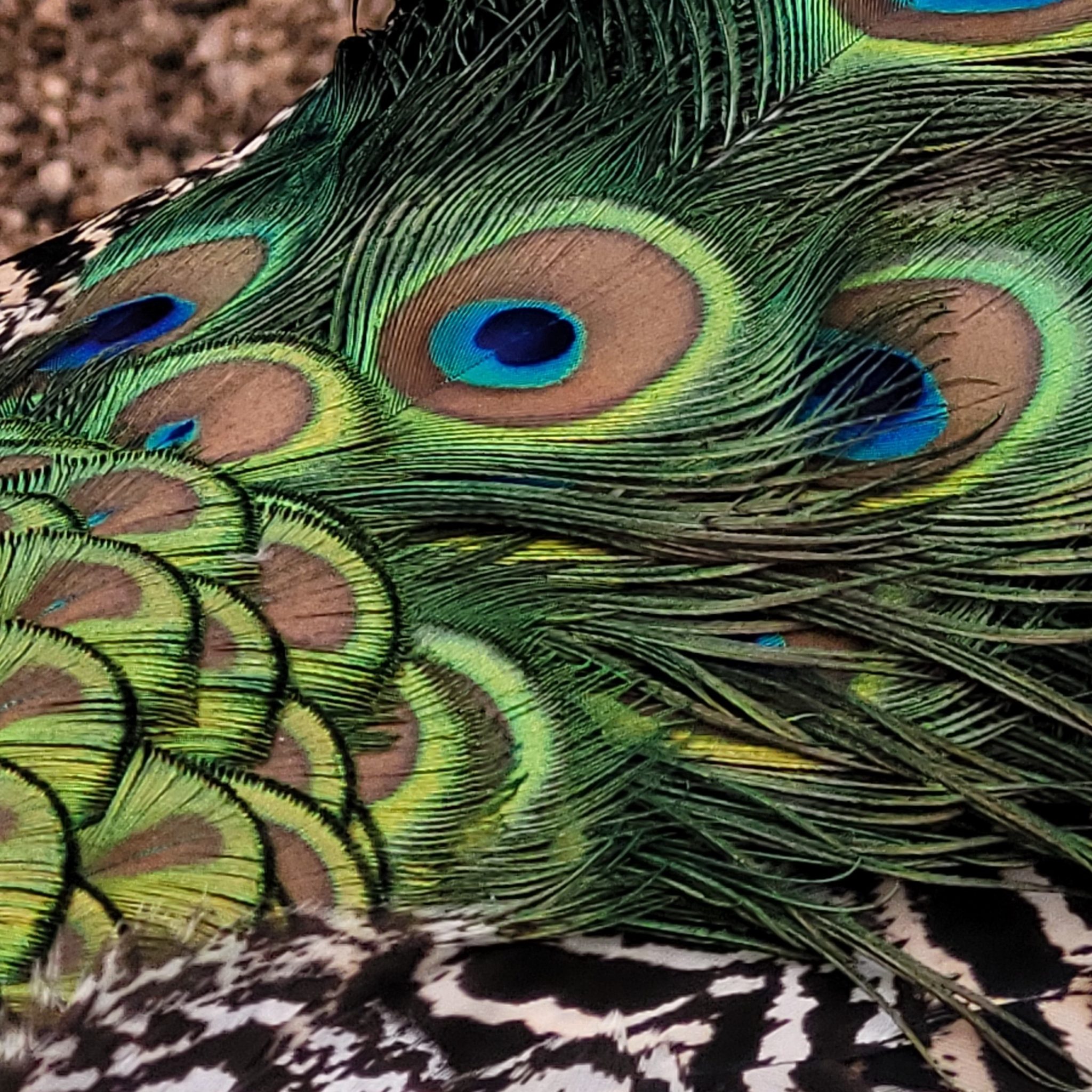 Mathematics and Bird Feathers